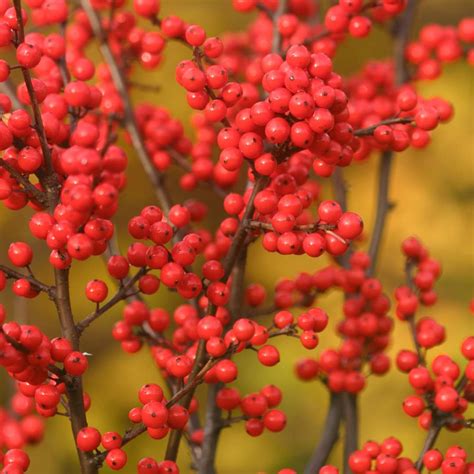 10 Shrubs For Fall Berries Proven Winners ColorChoice Flowering Shrubs