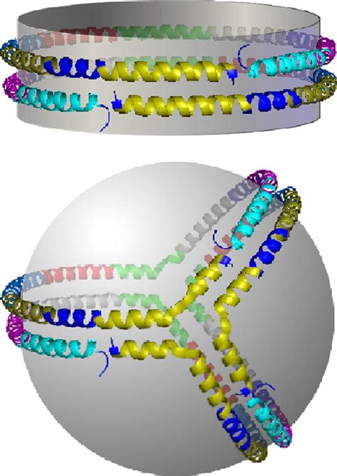 Structure Of Apolipoprotein A I In Spherical High Density Lipoproteins Of Different Sizes Pnas