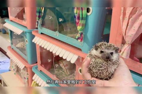 猫猫和非洲迷你刺猬交上了朋友