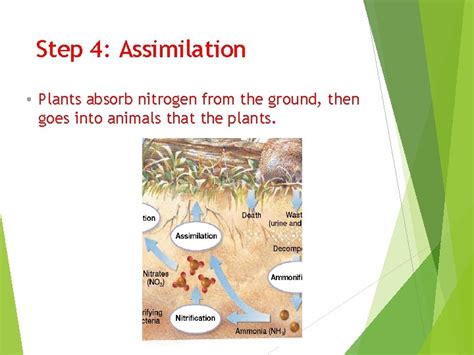 Objectives Summarize The Steps Of The Water Cycle