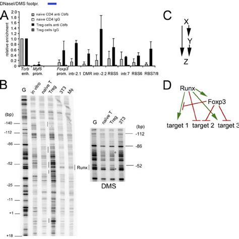 Runx Proteins Control The Maintenance Of Foxp3 Expression In