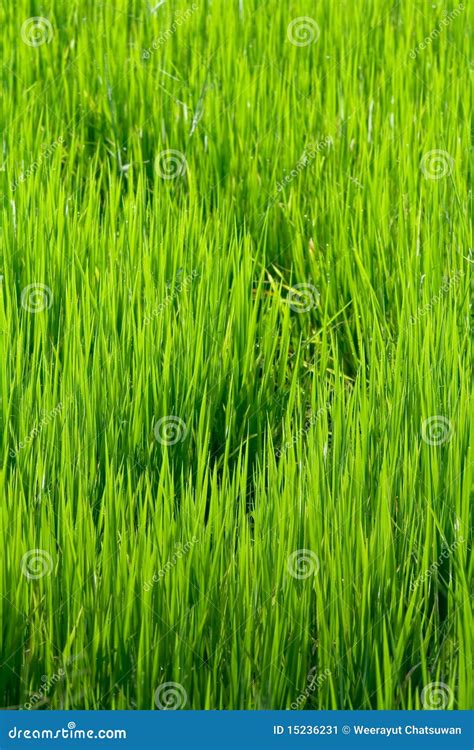 Curves In Rice Fields Stock Image Image Of Land Lawn 15236231