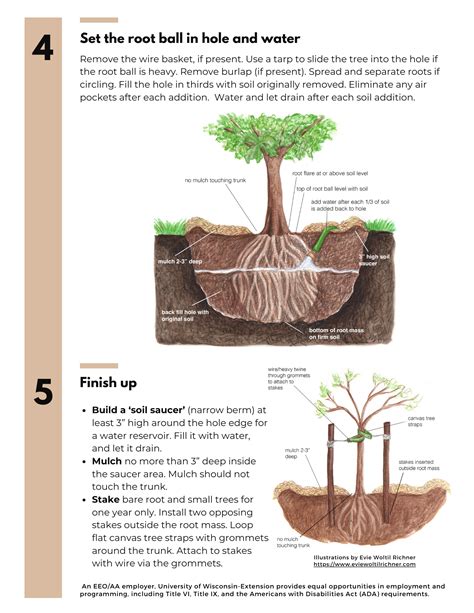New Tree Planting Handout Extension Dane County