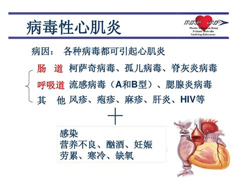病毒性心肌炎 ppt word文档在线阅读与下载 无忧文档