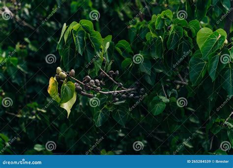 Indian Tulip Tree Thespesia Populnea Flower Crops Stock Image