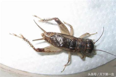 蟋蟀故事9路青大頭 每日頭條