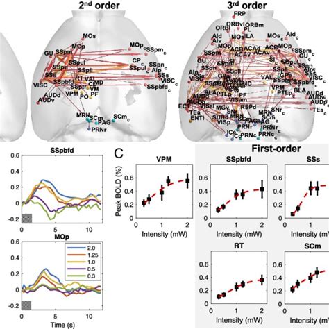 Regional BOLD Responses Reduce With Hierarchy A The Structural
