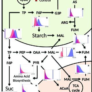 Flux Sampling Distributions Of Key Reactions Linking Photosynthetic Download Scientific Diagram