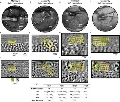 Figures And Data In Processing Of Motion Boundary Orientation In Macaque V2 Elife