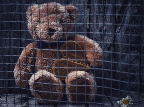 Premium Photo Portrait Of Bear In Cage
