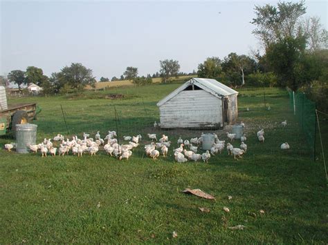 Our Chicken Setup A Novel Sugar Creek FarmSugar Creek Farm