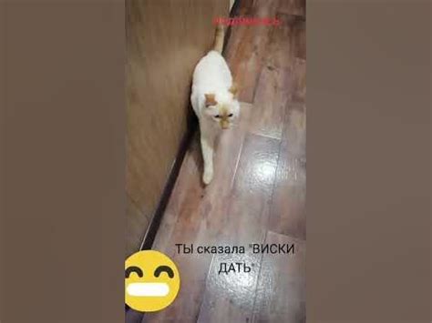 Ты сказала Виски ему дать!!😂😂🤣 - YouTube