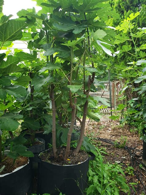 Figbid Online Auctions Of Fig Trees Fig Cuttings And Growing Supplies