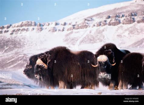 Muskox Ovibos Moschatus Herd Ellesmere Island Nunavut Canada Stock