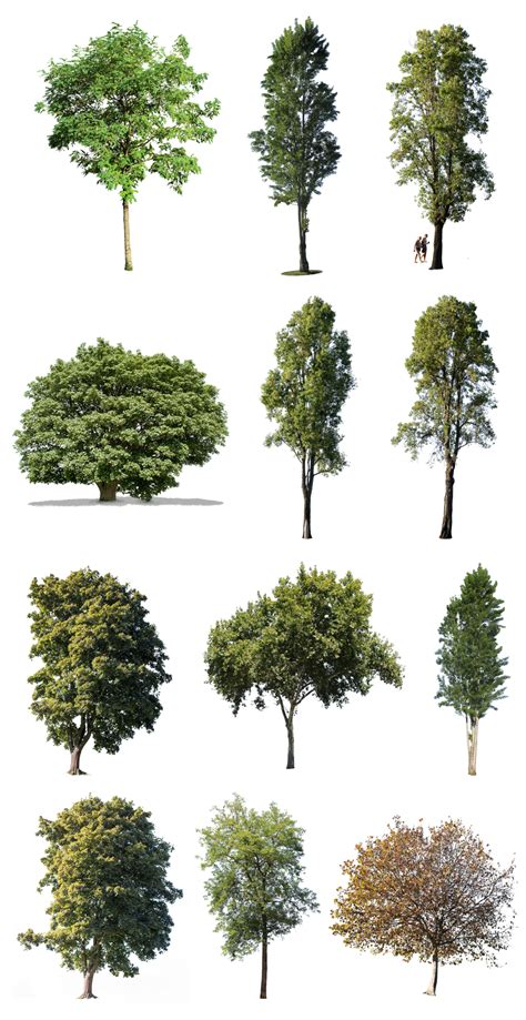 12 LARGE TREES PACK Tree Photoshop Trees Photoshop Photoshop Trees