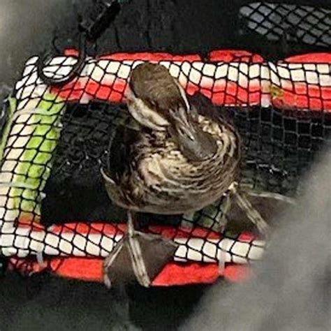 Ruddy Duck With An Opening In Neck Emeraidvet