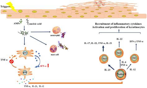 Pathogenesis Of Idiopathic And Paradoxical Psoriasis Download Scientific Diagram