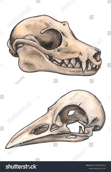 Bat Skull Drawing Bat Skull Spiral Trui Met Capuchon Large