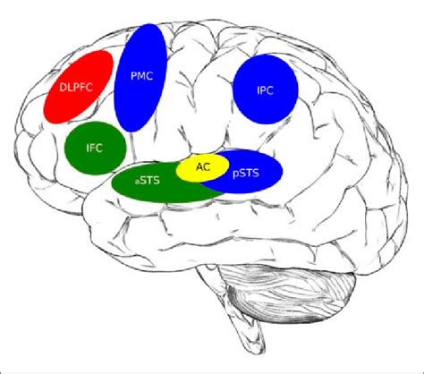 Brain Regions Involved In Speech Processing In Older Age Note This