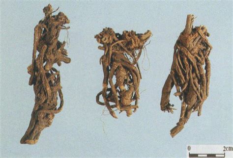 辽藁本药典品 中药学 医学