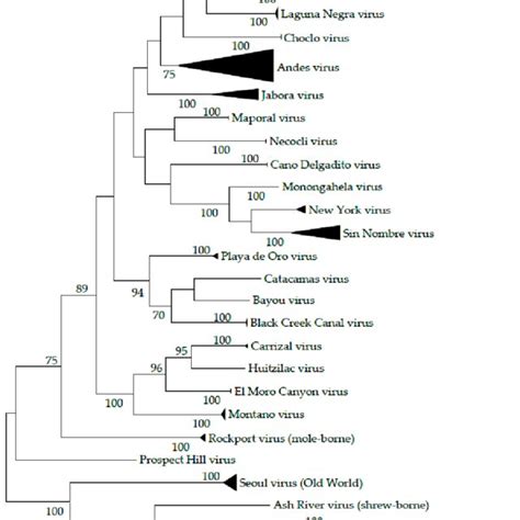 Phylogenetic Tree Demonstrating Relatedness Among American Rodent Borne