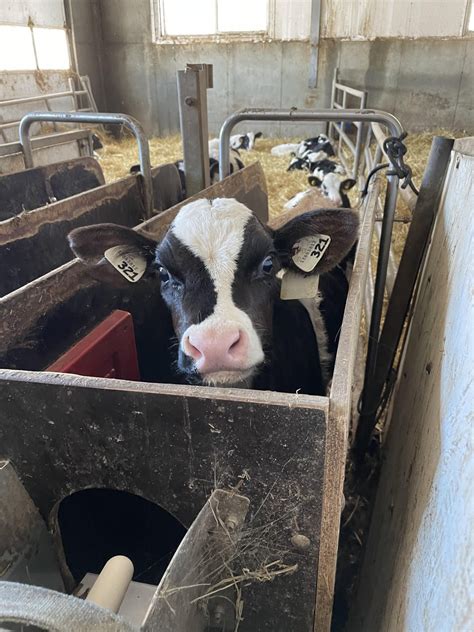 [oc] Cows Are Life Cows Are Everything R Cows