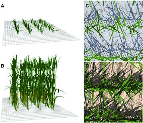 Simulation Modeling Platforms That Generate Virtual Wheat Canopies A Download Scientific
