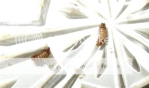 Insect Larvae In Corn Meal Arachnoboards