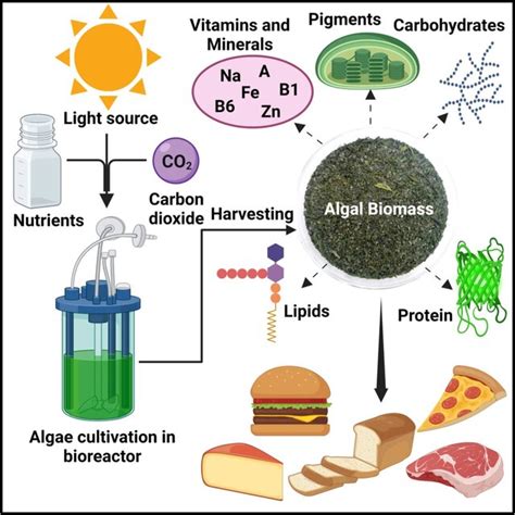 Various Microalgal Based Bioactive Compounds And Their Health Benefits Download Scientific Diagram