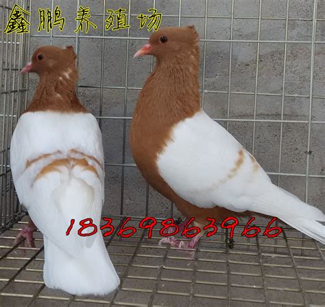 观赏鸽杂交 观赏鸽芙蓉 伤感说说吧