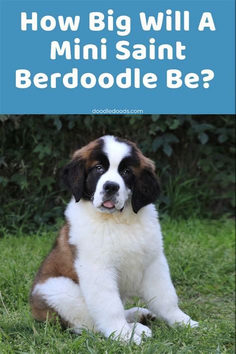 Saint Berdoodle Size Chart Standard And Mini Saint Berdoodles