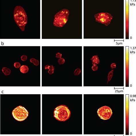 Acousto Holographic Reconstruction Provides High Resolution Mapping Of