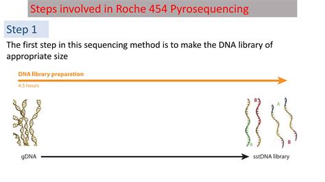 Roche Pyrosequencing 454 Next Generation Dna Sequencing Pptx