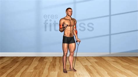 Curl De Bíceps Con Banda Elástica ¿cómo Hacerlo