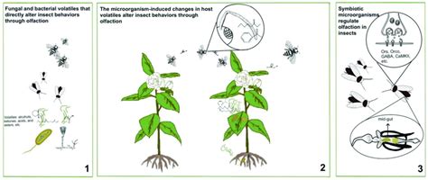 Microorganisms Modulate Insect Behaviors Via Olfactory Cues By Download Scientific Diagram