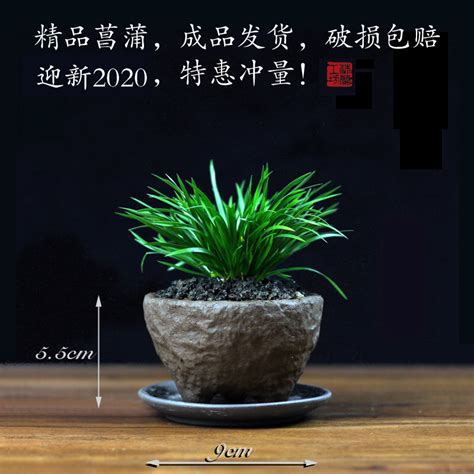 金钱菖蒲虎须菖蒲日本黄金姬随手香微型盆景盆栽菖蒲盆景包邮茶桌 虎窝淘
