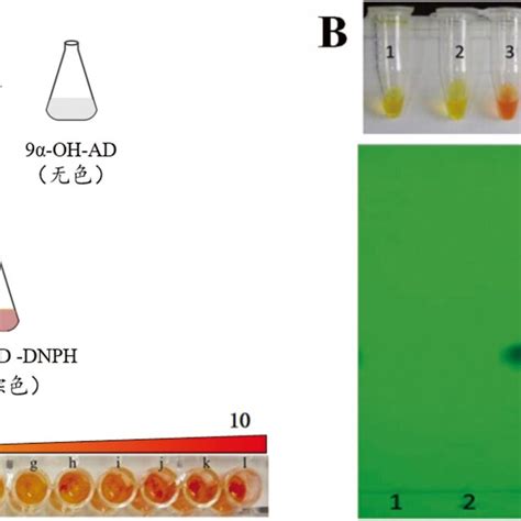 The Result Of Color Reaction And Validation Experiment A The
