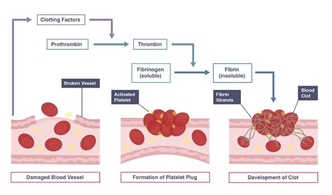 Platelets Function