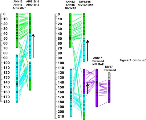 Figure 2 From Chromosomal Evolution And Patterns Of Introgression In Helianthus Semantic Scholar