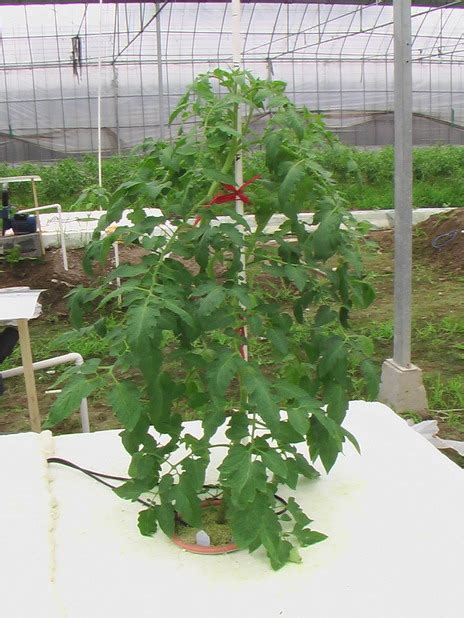 丽水市农业智能化快繁中心 气雾栽培气雾培鸟巢温室克隆 植物克隆 克隆技术 植物非试管快繁技术 鱼菜共生