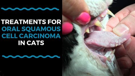 Oral Squamous Cell Carcinoma Cat