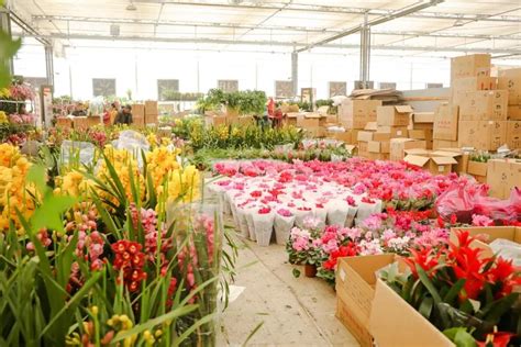 郫县花卉市场花乡花卉市场大山谷图库