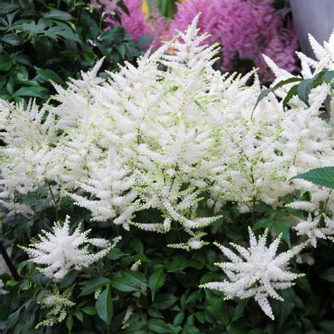 Луковичные и корневищные многолетники