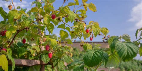 Build Your Own Raspberry Trellis Bosch Diy