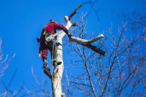 전기톱으로 나뭇가지를 자르는 수목 재배자 나무 외과의 균일한 등반과 높은 곳에서 작업하는 벌목꾼 나무꾼 나무 가지치기 및 톱질 과정 가지치기에 대한 스톡 사진 및 기타