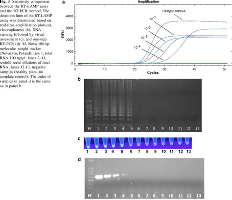 Sensitivity Comparison Between The Rt Lamp Assay And The Rt Pcr Method Download Scientific