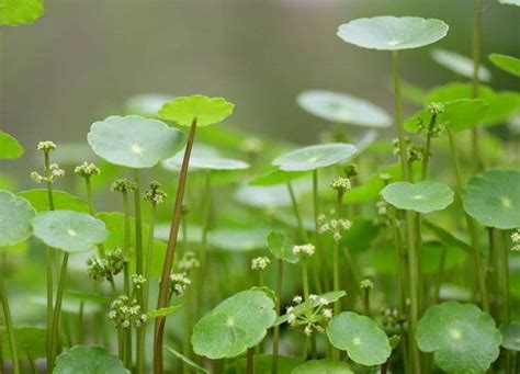 积雪草提取物对皮肤有什么作用 肌肤 功效 美容