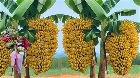 How To Grafting Banana Using Banana Fruit Get Amazing Results100