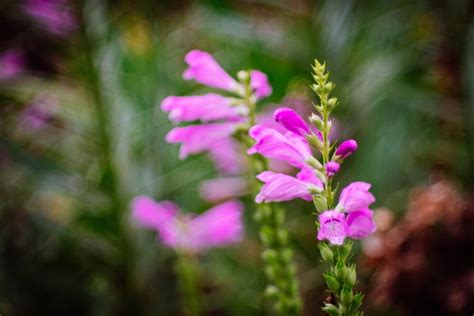 9月の花 その25 ハナトラノオ ちょっと白とび