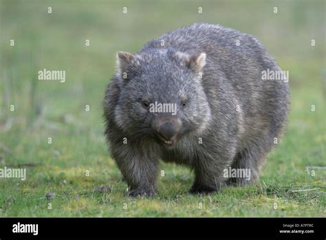 Common Wombat Coarse Haired Wombat Forest Wombat Naked Nosed Wombat